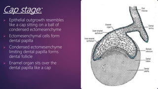 Tooth Morphology | PPTX