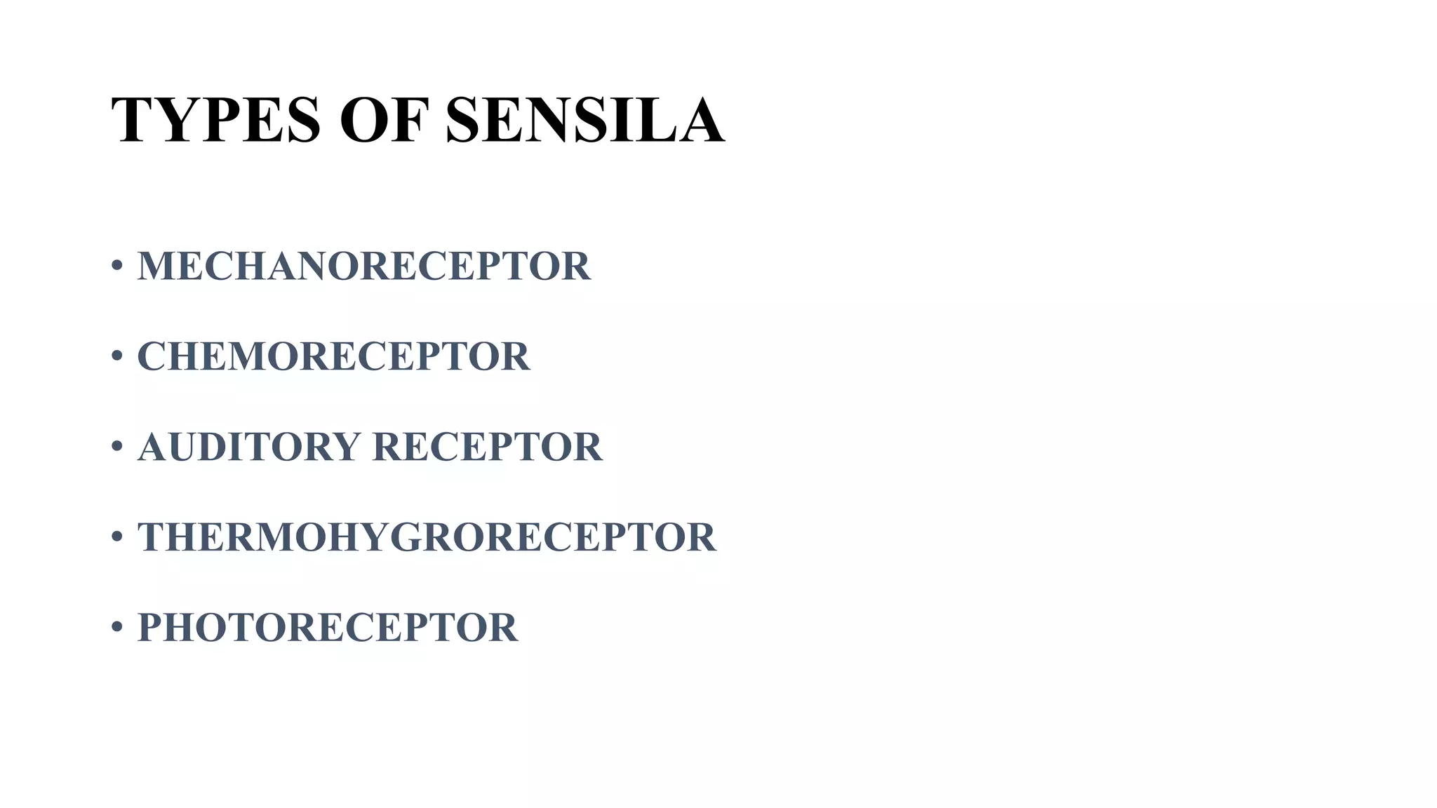 structure and type of sensila and their distribution in insect | PPTX