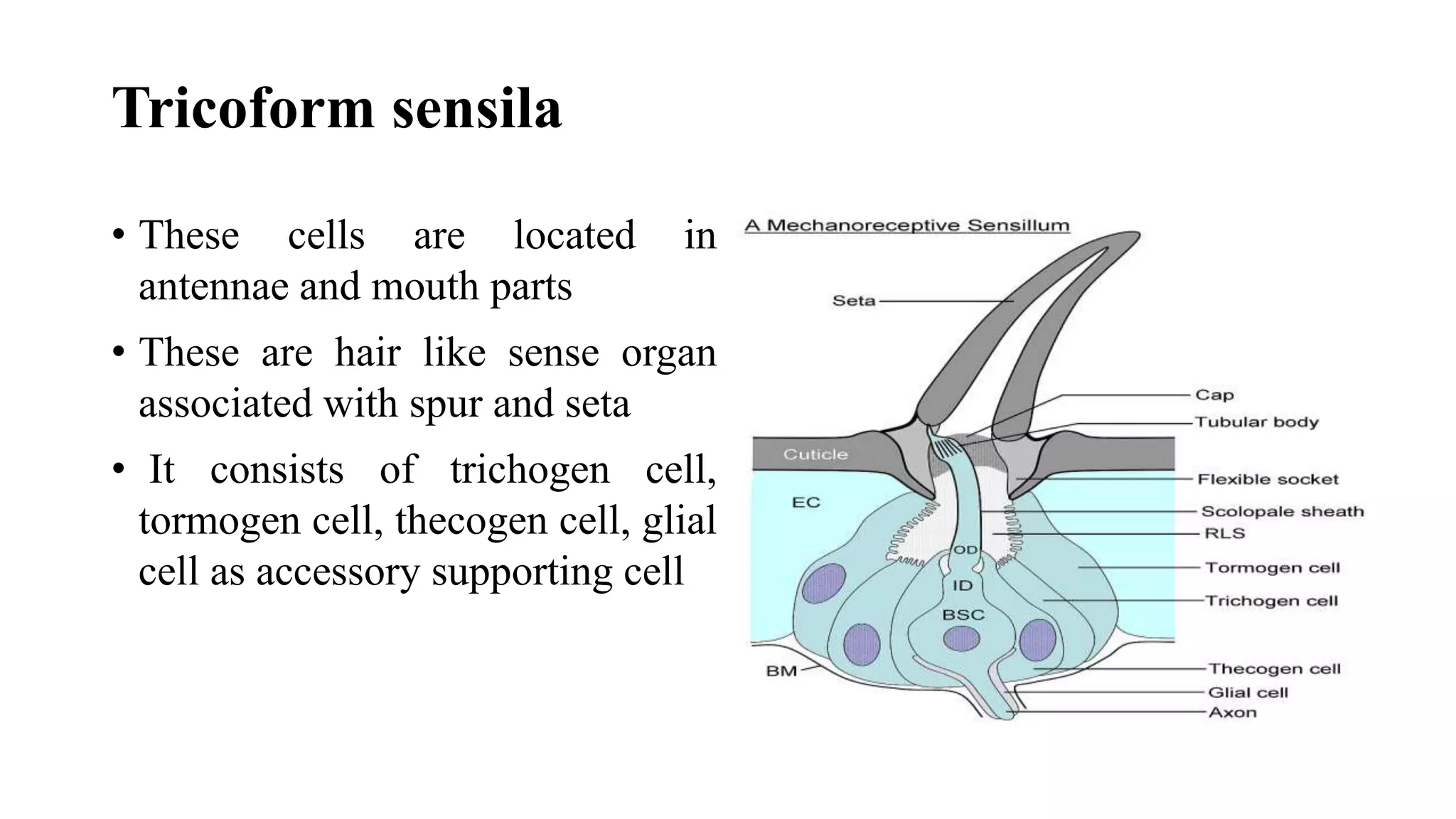 structure and type of sensila and their distribution in insect | PPTX