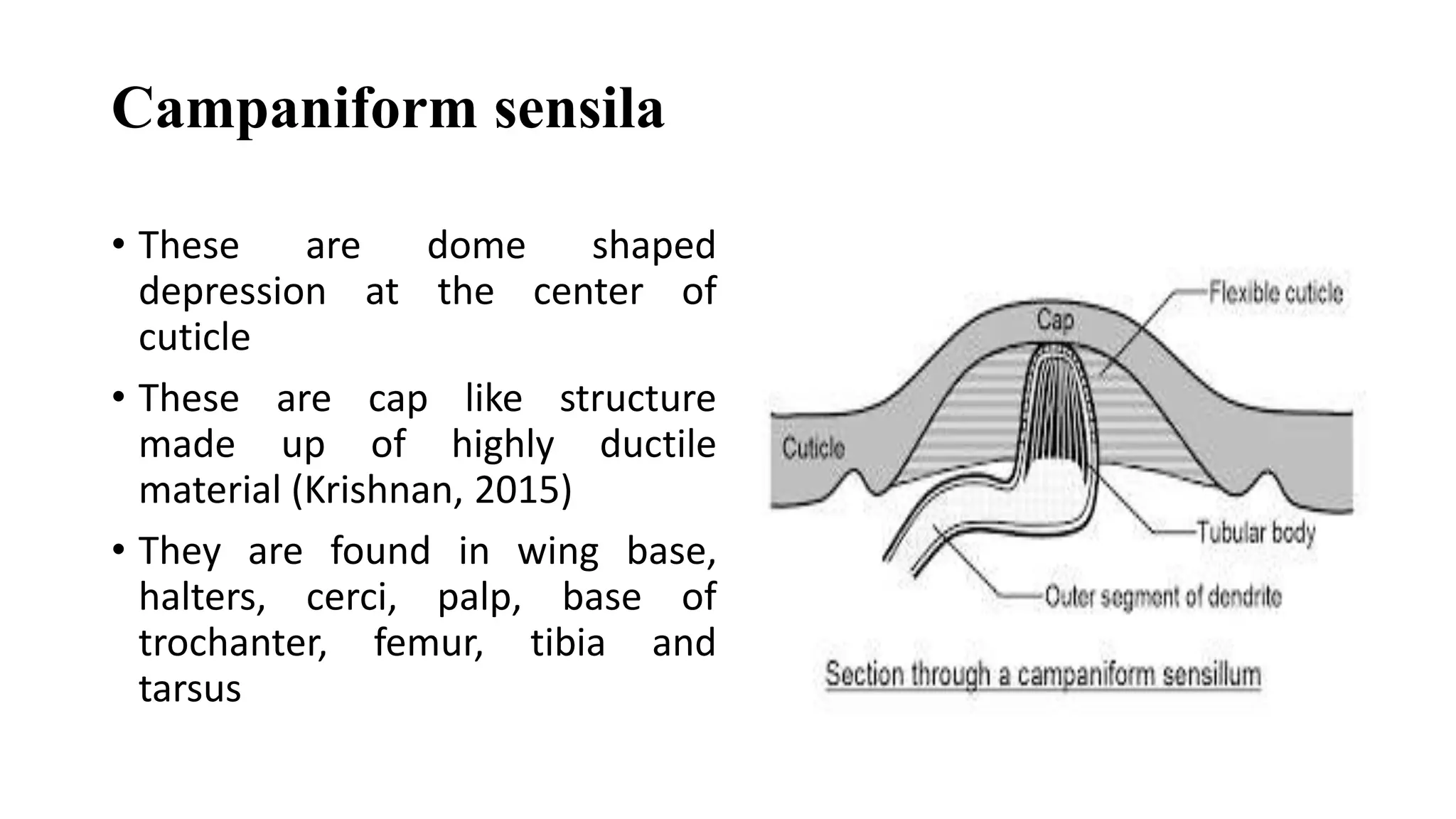 structure and type of sensila and their distribution in insect | PPTX