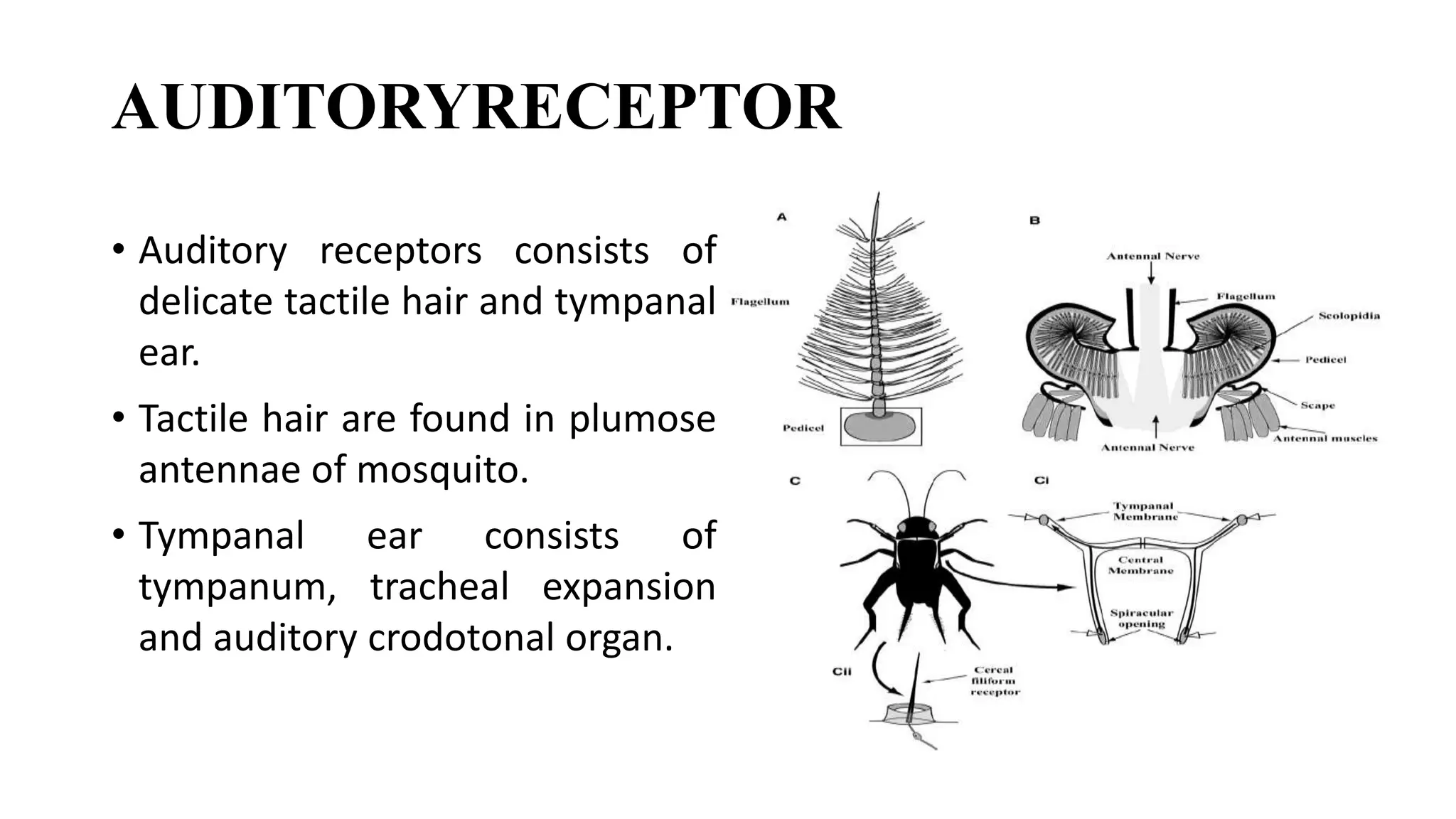 structure and type of sensila and their distribution in insect | PPTX