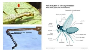 structure and type of sensila and their distribution in insect | PPTX