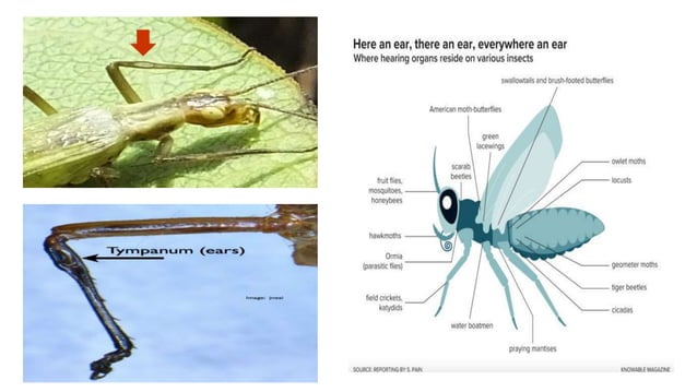 structure and type of sensila and their distribution in insect | PPTX