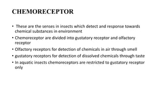 structure and type of sensila and their distribution in insect | PPTX