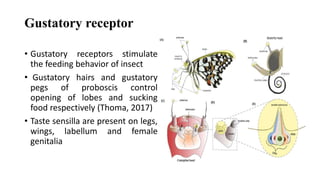 structure and type of sensila and their distribution in insect | PPTX