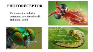 structure and type of sensila and their distribution in insect | PPTX