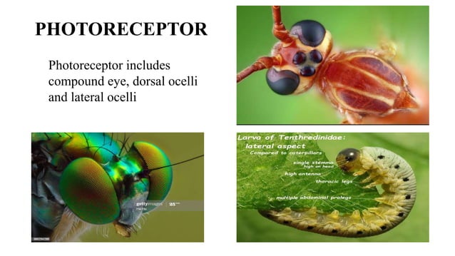 structure and type of sensila and their distribution in insect | PPTX