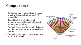 structure and type of sensila and their distribution in insect | PPTX