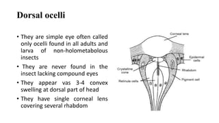 structure and type of sensila and their distribution in insect | PPTX