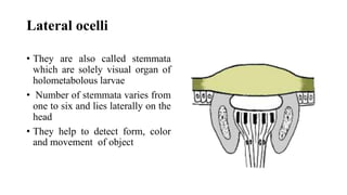structure and type of sensila and their distribution in insect | PPTX