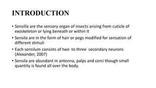 structure and type of sensila and their distribution in insect | PPTX
