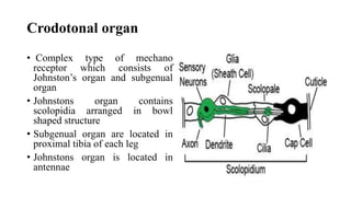 structure and type of sensila and their distribution in insect | PPTX