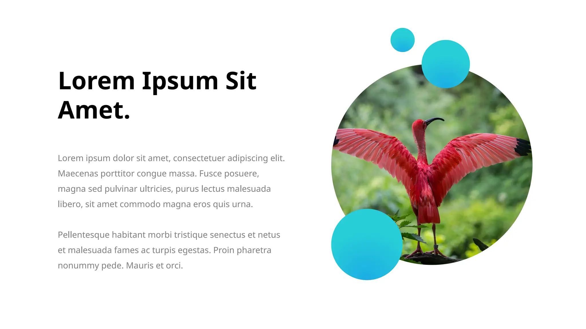 Morph Simple keren estetik PowerPoint.pptx