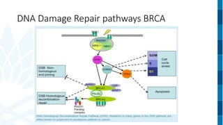 Hereditary Genetics focusing on Prostate Cancer | PDF