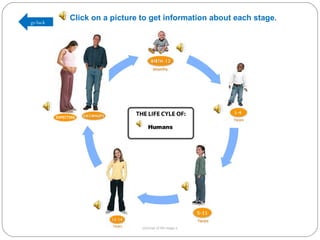 Human Lifespan Stages