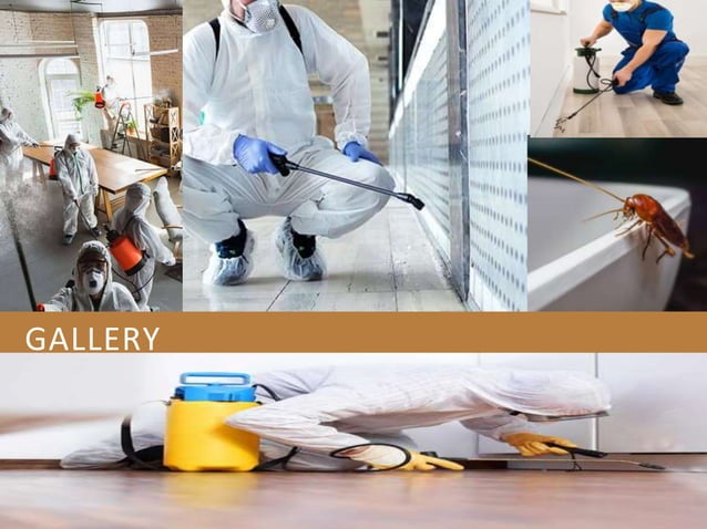 Morris Pest Control | PPTX