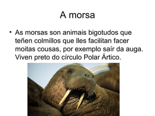 Morsas | PPT