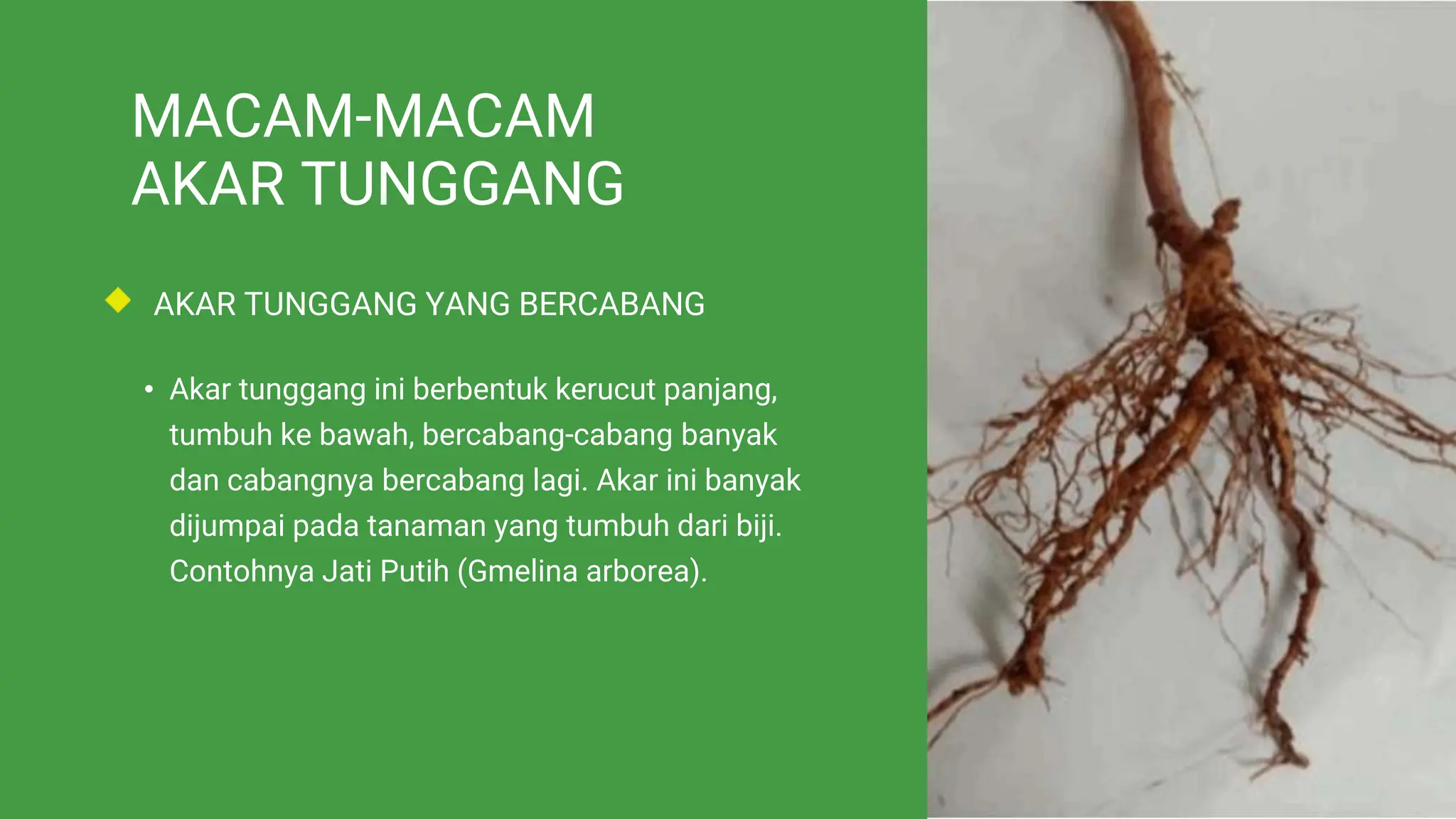 MORTUM KEL 1_SIFAT^JFUNGSI^JJENIS^JMODIFIKASI AKAR.pptx