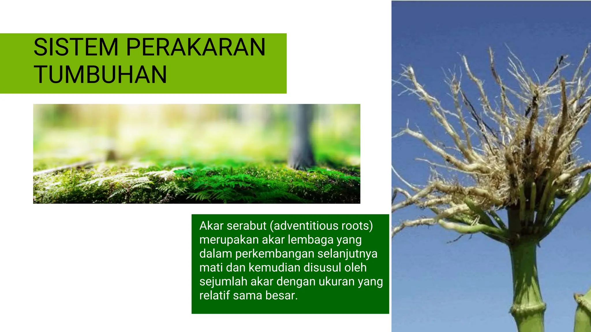 MORTUM KEL 1_SIFAT^JFUNGSI^JJENIS^JMODIFIKASI AKAR.pptx