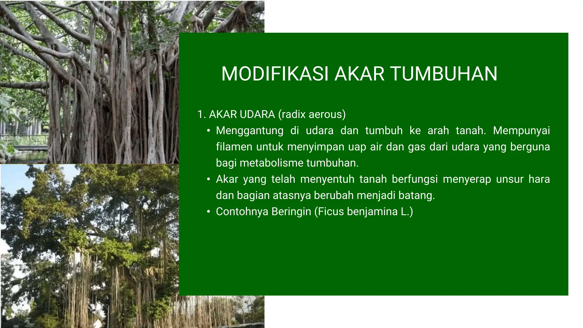 MORTUM KEL 1_SIFAT^JFUNGSI^JJENIS^JMODIFIKASI AKAR.pptx