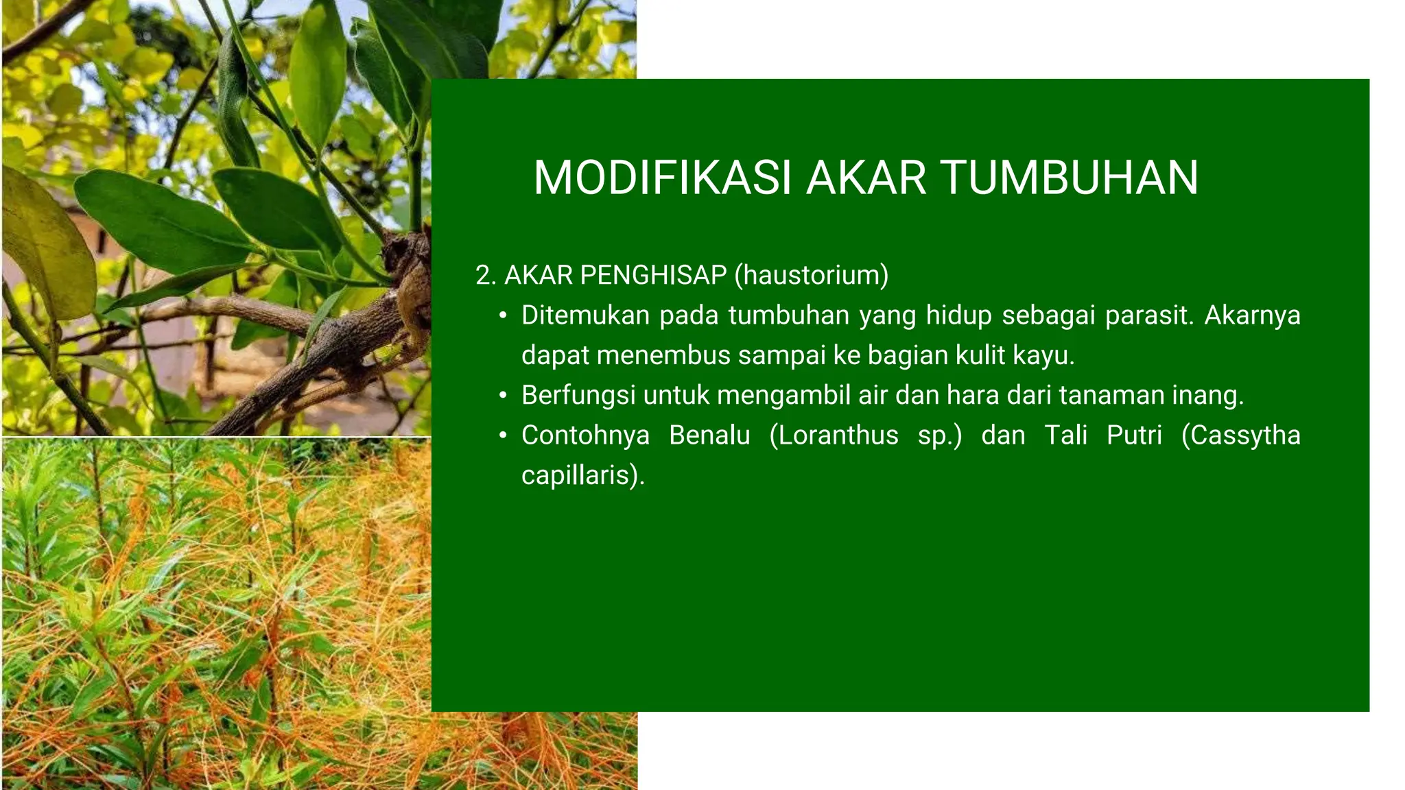 MORTUM KEL 1_SIFAT^JFUNGSI^JJENIS^JMODIFIKASI AKAR.pptx