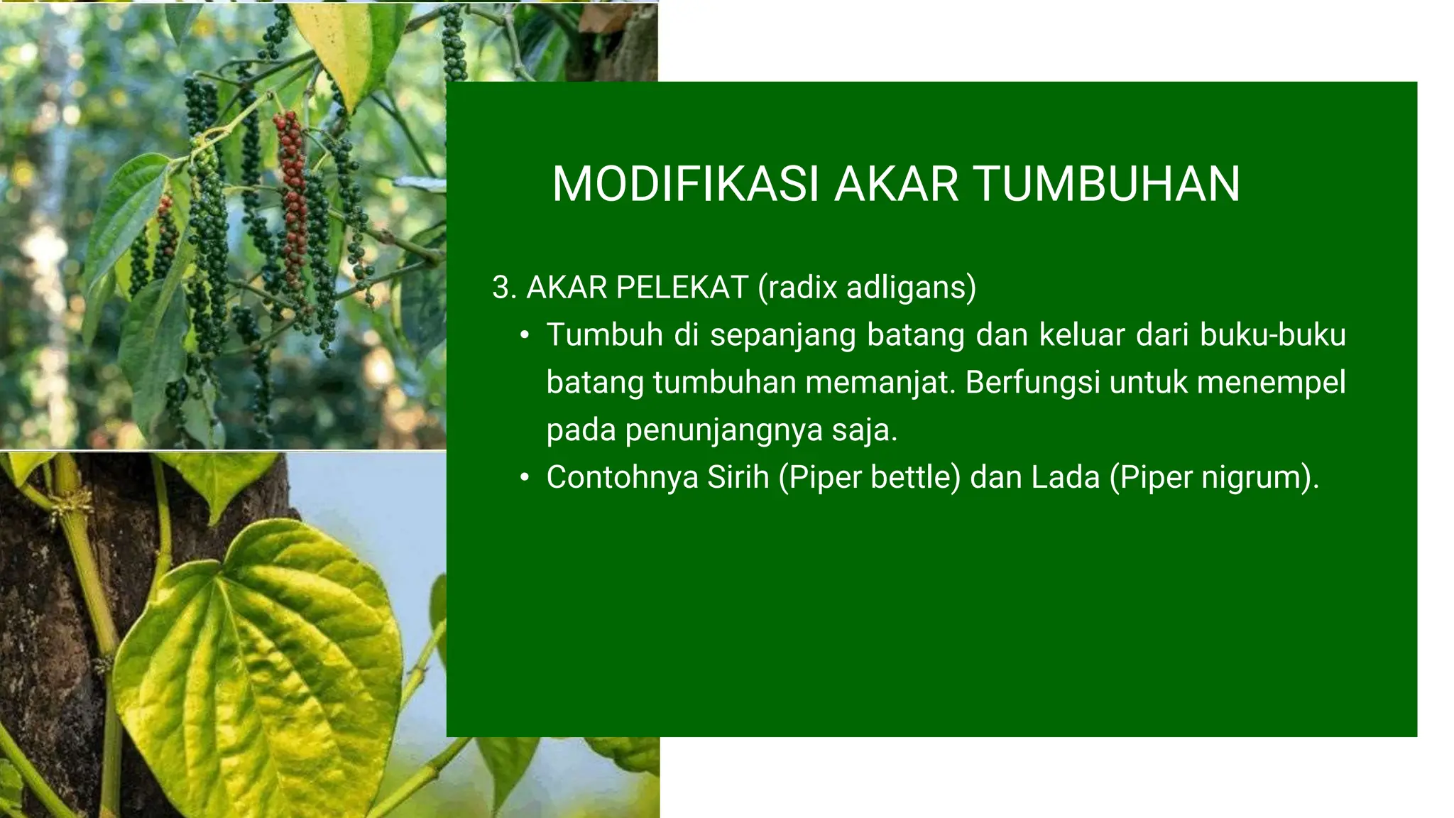 MORTUM KEL 1_SIFAT^JFUNGSI^JJENIS^JMODIFIKASI AKAR.pptx