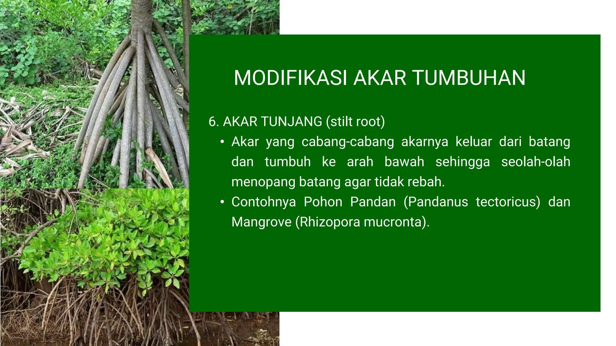 MORTUM KEL 1_SIFAT^JFUNGSI^JJENIS^JMODIFIKASI AKAR.pptx