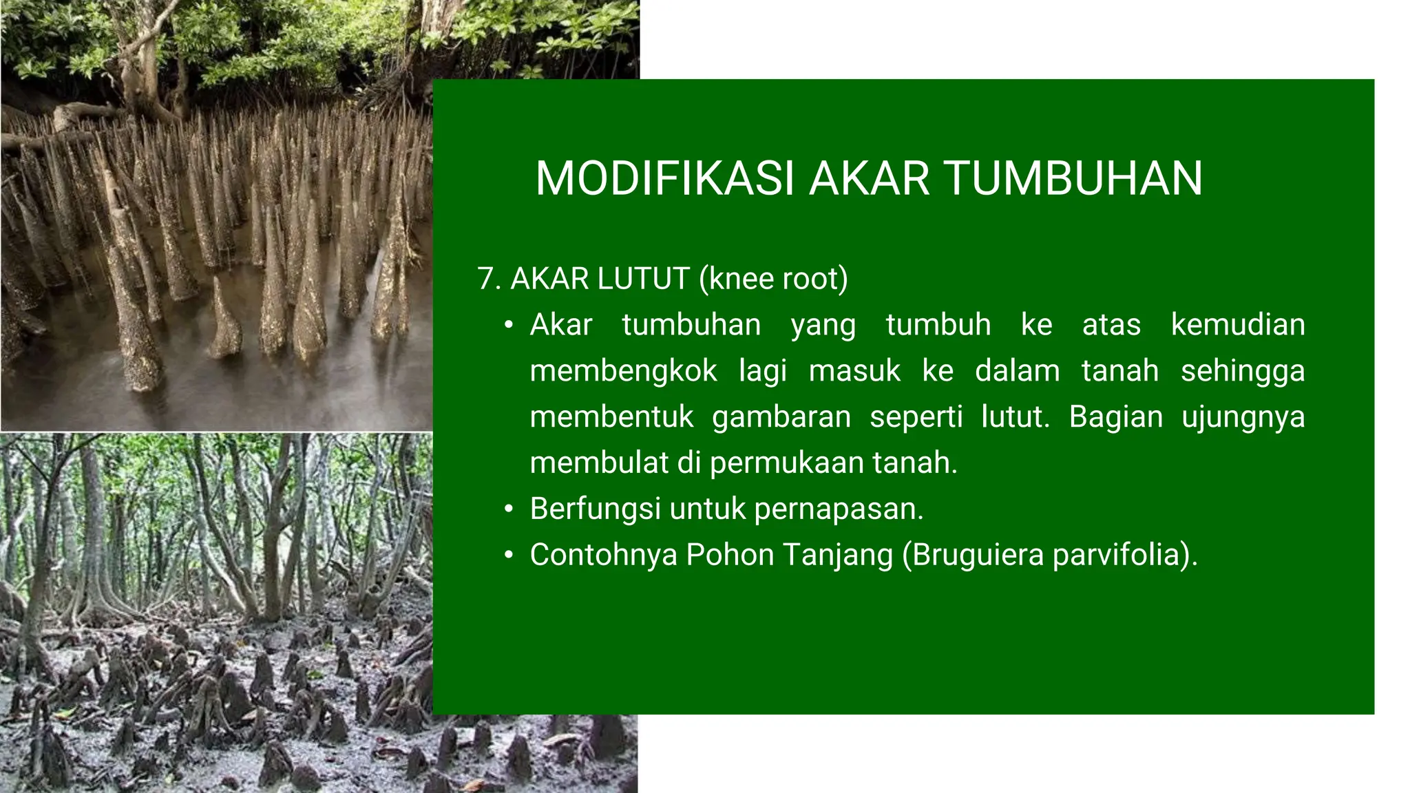 MORTUM KEL 1_SIFAT^JFUNGSI^JJENIS^JMODIFIKASI AKAR.pptx