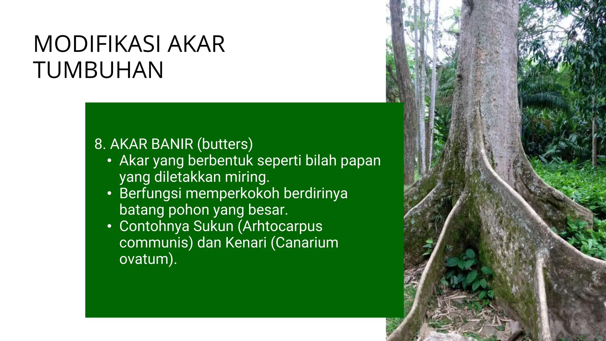 MORTUM KEL 1_SIFAT^JFUNGSI^JJENIS^JMODIFIKASI AKAR.pptx