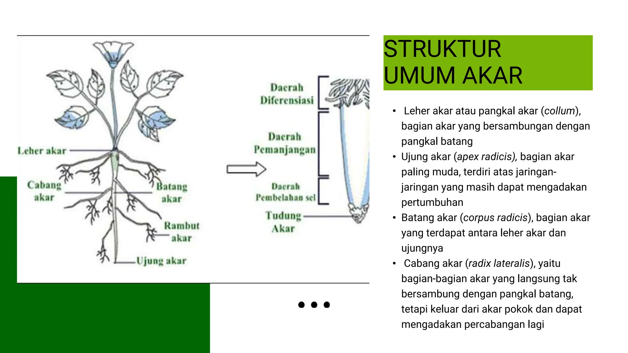 MORTUM KEL 1_SIFAT^JFUNGSI^JJENIS^JMODIFIKASI AKAR.pptx