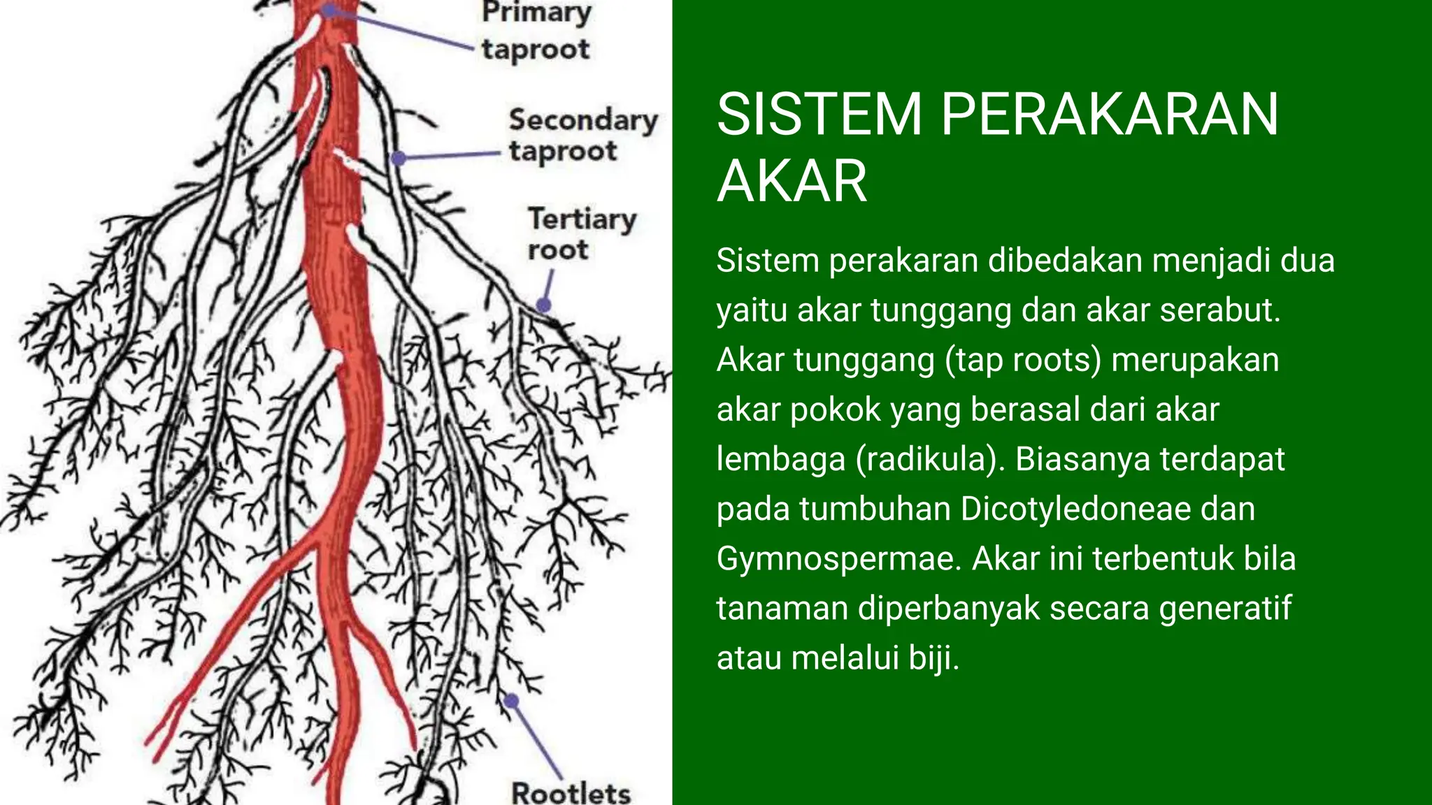 MORTUM KEL 1_SIFAT^JFUNGSI^JJENIS^JMODIFIKASI AKAR.pptx