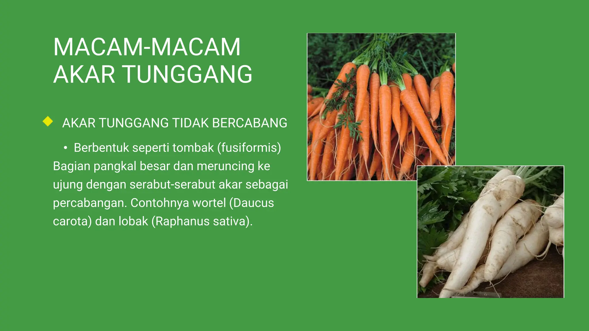 MORTUM KEL 1_SIFAT^JFUNGSI^JJENIS^JMODIFIKASI AKAR.pptx