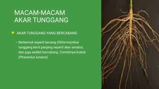 MORTUM KEL 1_SIFAT^JFUNGSI^JJENIS^JMODIFIKASI AKAR.pptx