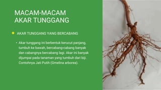 MORTUM KEL 1_SIFAT^JFUNGSI^JJENIS^JMODIFIKASI AKAR.pptx
