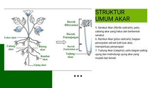 MORTUM KEL 1_SIFAT^JFUNGSI^JJENIS^JMODIFIKASI AKAR.pptx