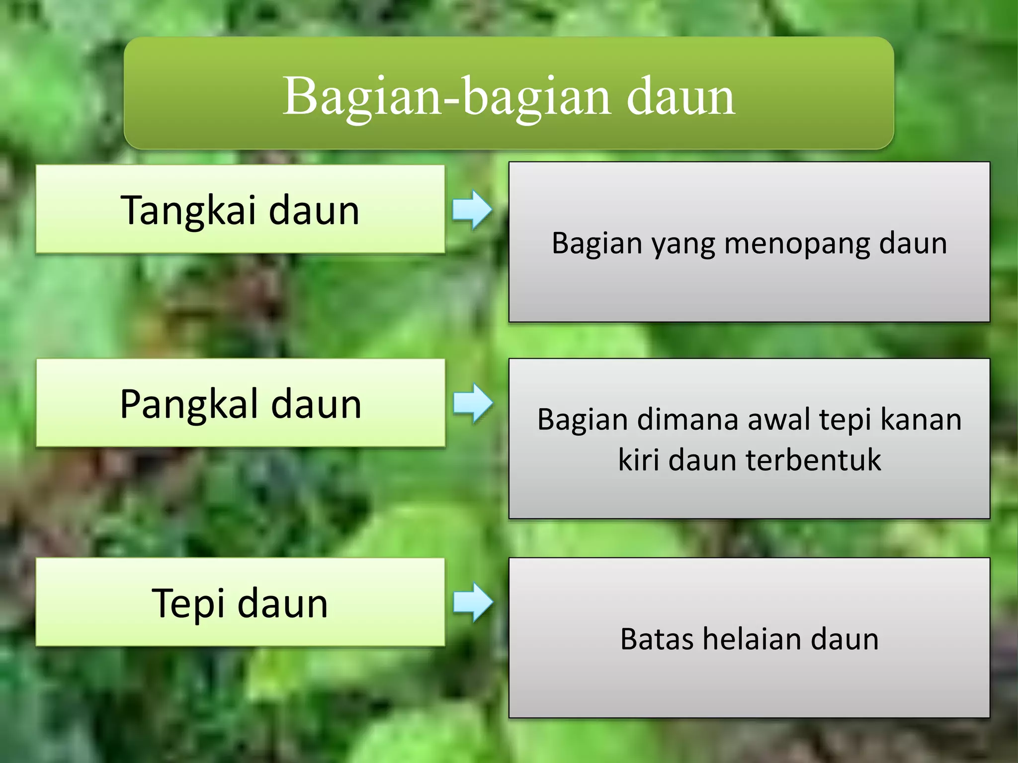 Mortum sifat daun | PPT