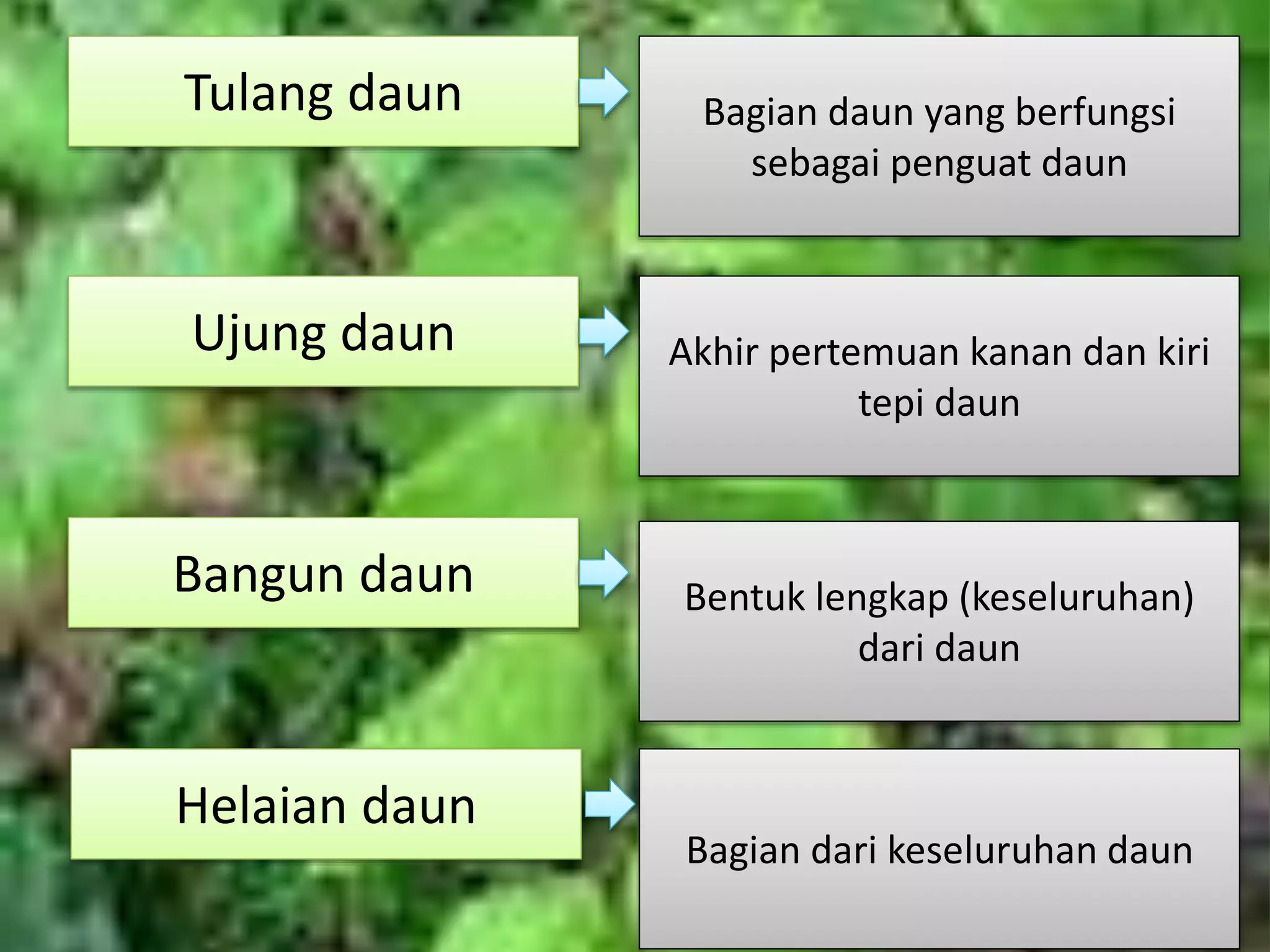 Mortum sifat daun | PPT