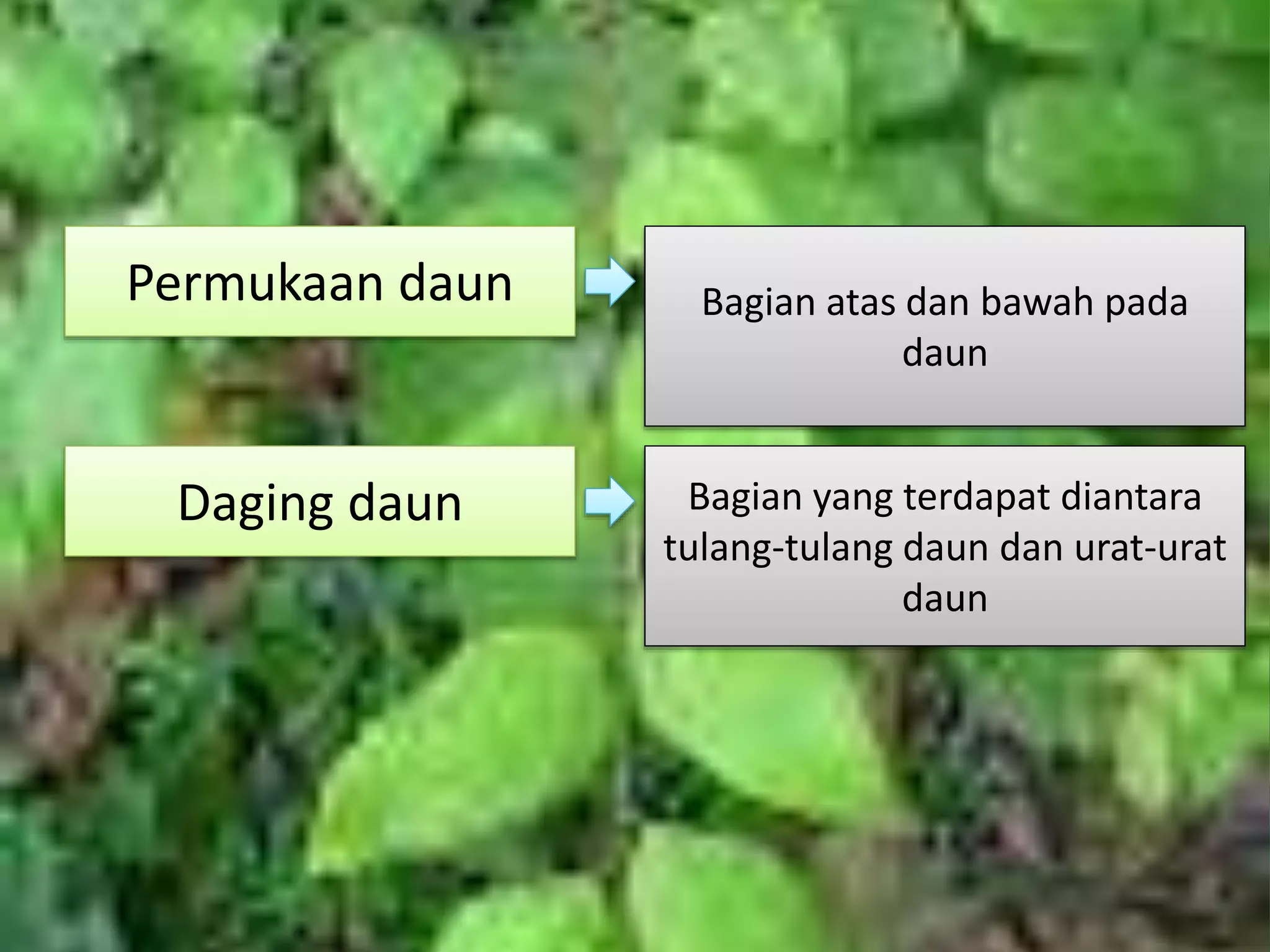 Mortum sifat daun | PPT