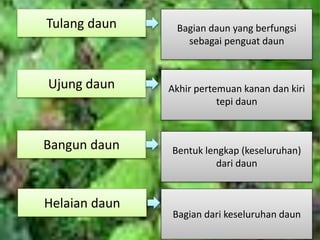 Mortum sifat daun | PPTX