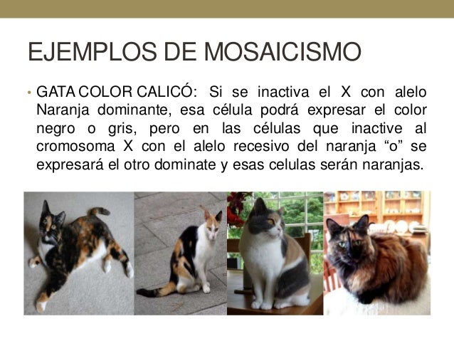 Mosaicismo genético diapositivas