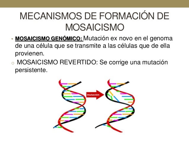 Mosaicismo genético diapositivas
