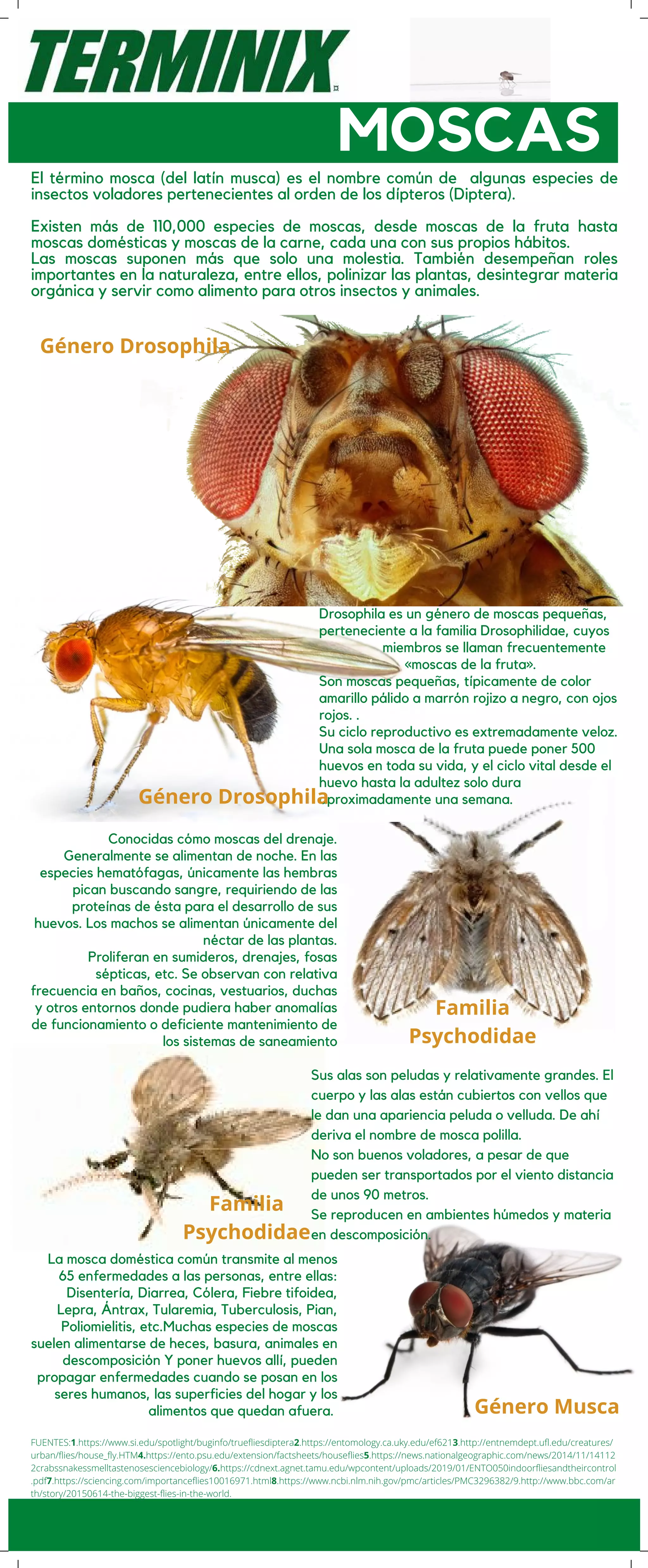 Mosca | PDF