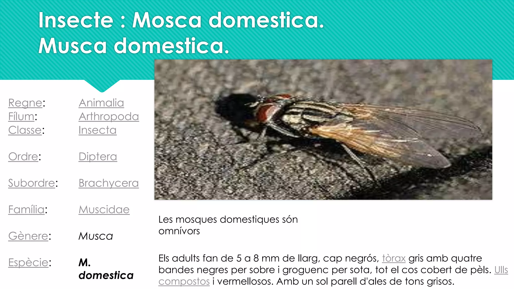 Mosca allargada | PPTX