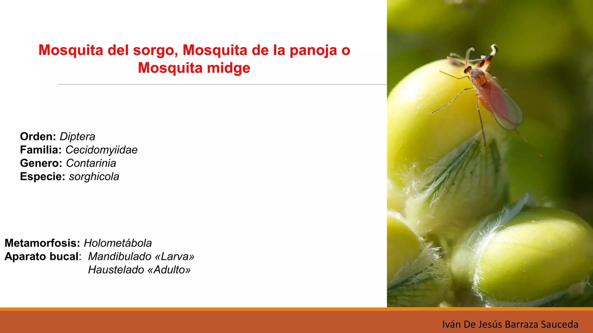 Mosca de la panojaMosquita del sorgo, Mosquita de la panoja o Mosquita ...