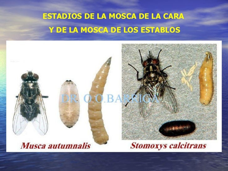 Mosca de los cuernos