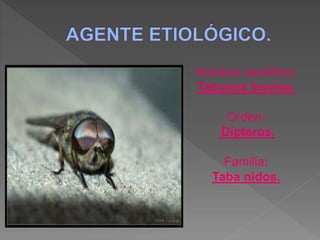 Mosca de tabano | PPTX