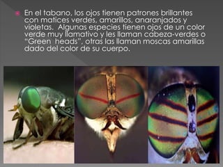 Mosca de tabano | PPTX