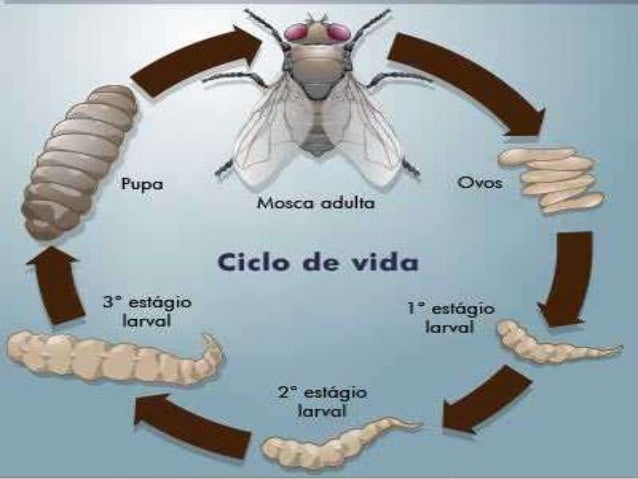 Mosca de tabano