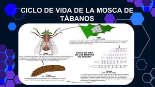 MOSCA DE TÁBANO.pptx