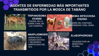 MOSCA DE TÁBANO.pptx